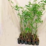 Our Selection Screening Bamboo Plants - Sydney Bamboo