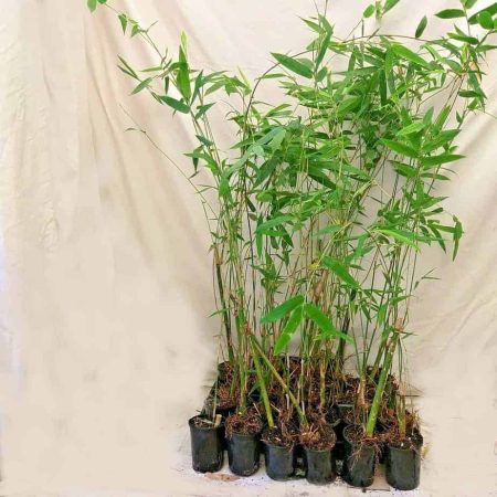 Sydney Bamboo - Specialising in Slender Weavers since 2012