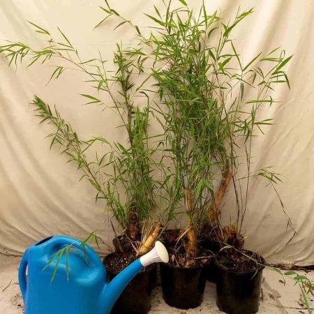 Clumping Bamboo For Containers