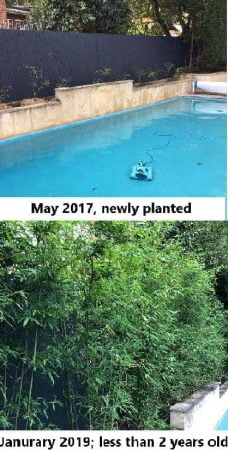 Slender Weavers Bamboo plants Sydney Bamboo. $67.50 200mm pot