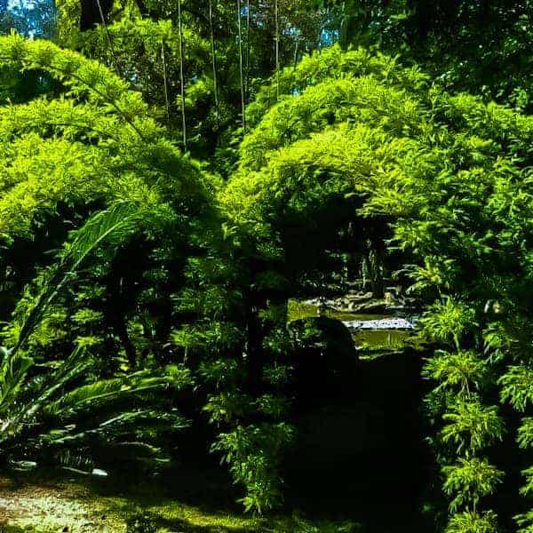 Slender Weavers Bamboo plants Sydney Bamboo. $67.50 200mm pot