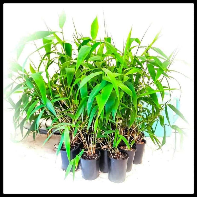 Tiger Grass Bamboo plants. Screening bamboo. Low level Hedging