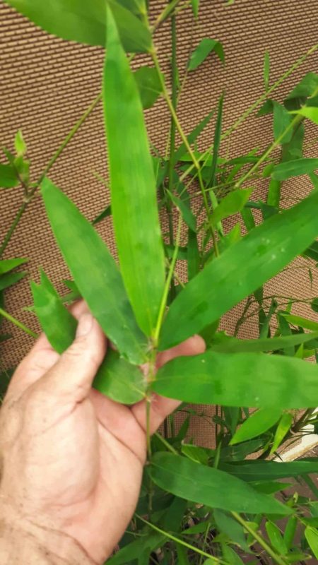 Our Selection Screening Bamboo Plants - Sydney Bamboo