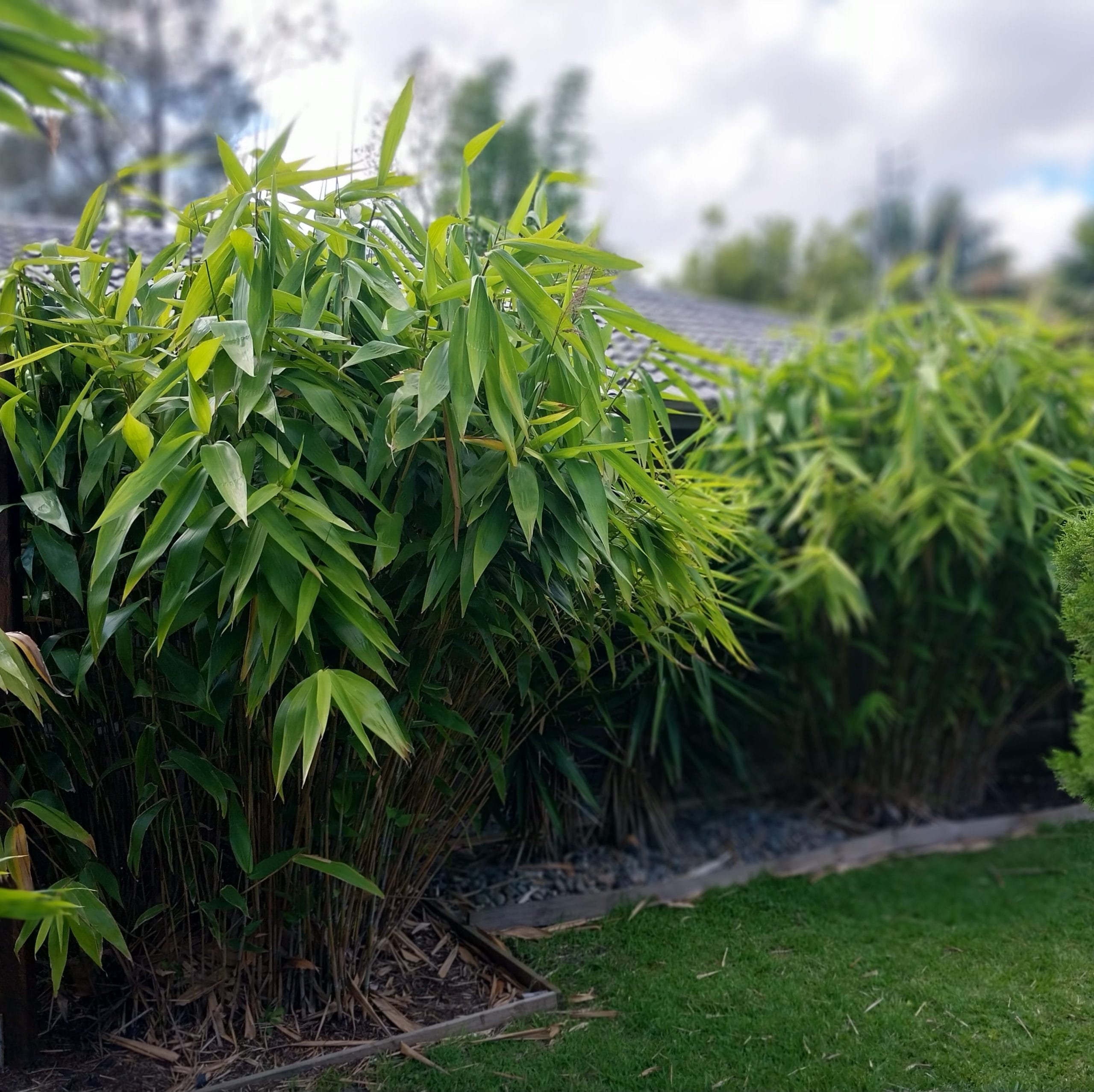 Photos - Sydney Bamboo