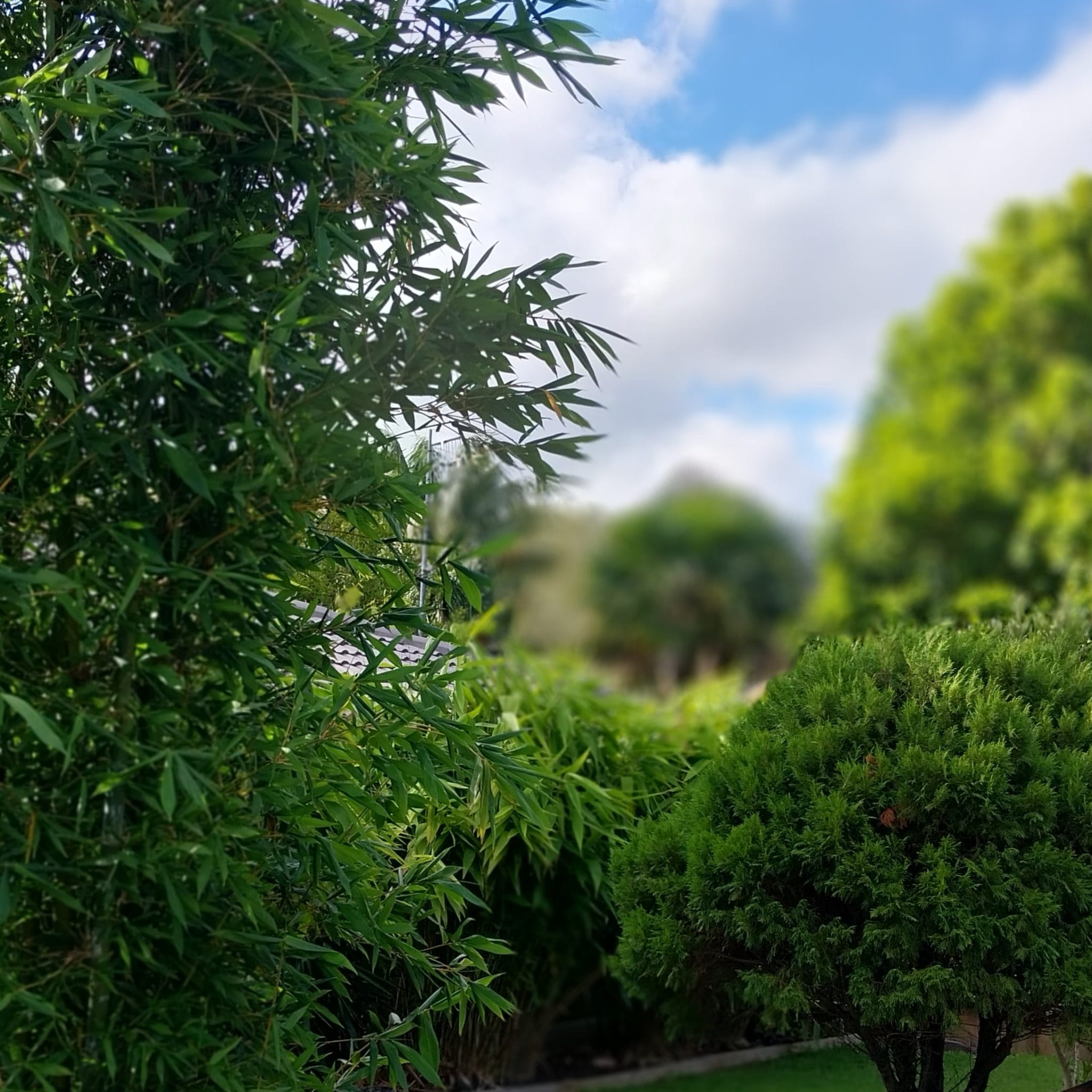 Buy Slender Weavers Sydney Bamboo. Operating Since 2012