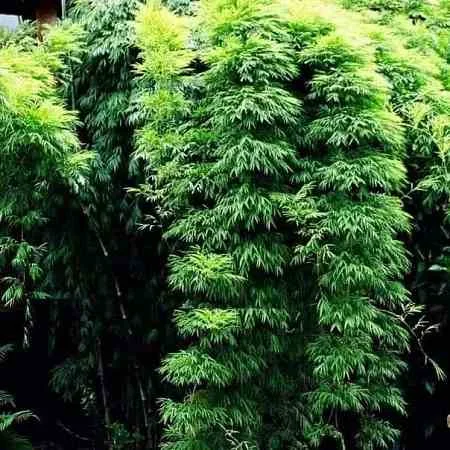 Costa Rican Weeping Bamboo, Rare, Stunning Beautiful Bamboo