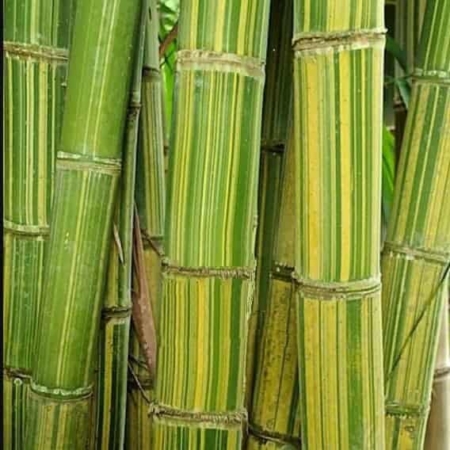 Sydney Bamboo - Specialising in Slender Weavers since 2012