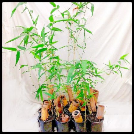 Slender Weavers Bamboo plants Sydney Bamboo. $67.50 200mm pot