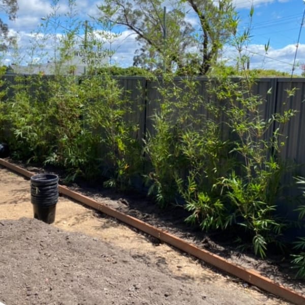 Grow Slender Weavers Bamboo 6 Easy Things For Awesome Results