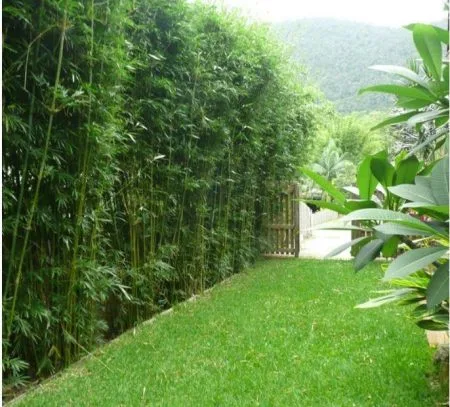 A Bamboo Screen In 9 Easy Steps. - Sydney Bamboo