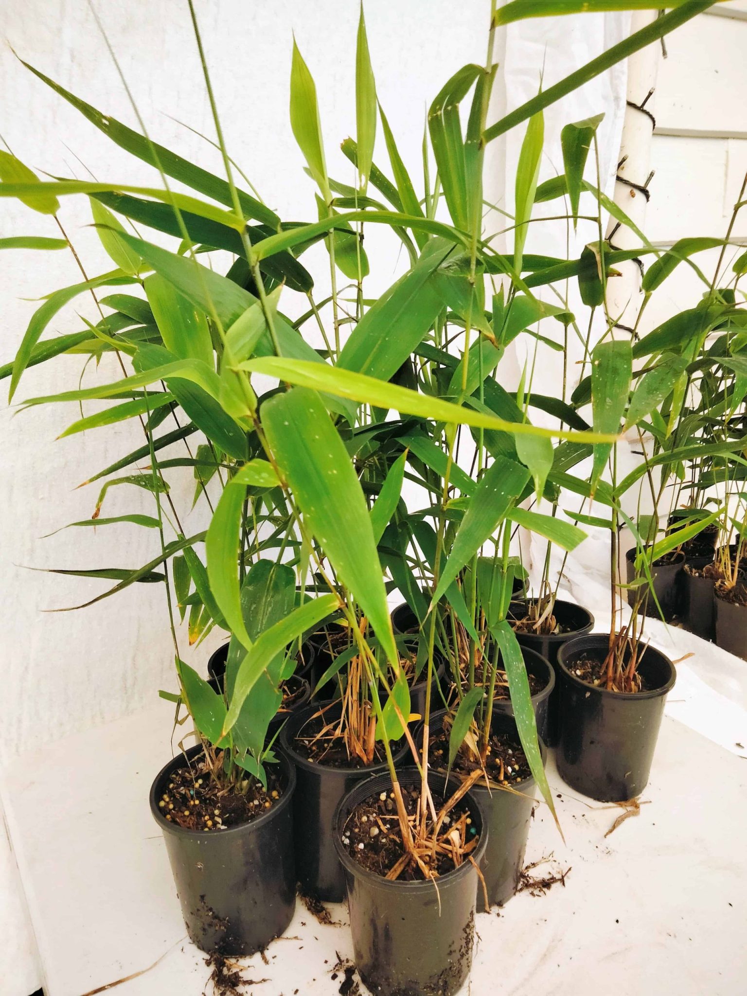 Superb Tiger Grass Bamboo Plants. Screening Bamboo. Low Level Hedging