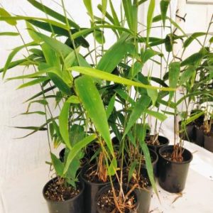 Superb Tiger Grass Bamboo Plants. Screening Bamboo. Low Level Hedging