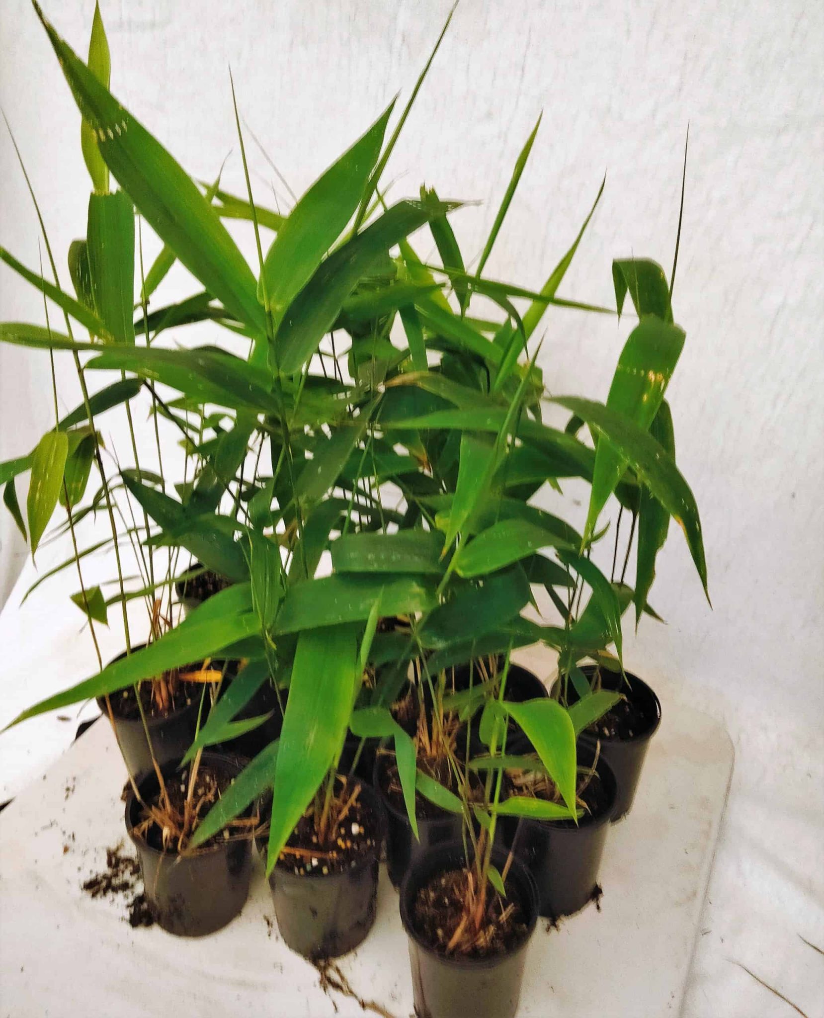 Superb Tiger Grass Bamboo Plants. Screening Bamboo. Low Level Hedging