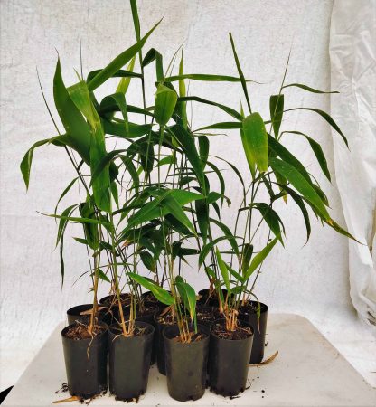 Tiger Grass Bamboo plants. Screening bamboo. Low level Hedging